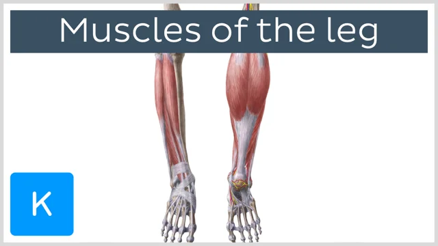Lateral Leg Muscles