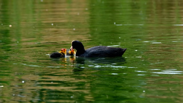 Coot Chick Offspring - Free video on Pixabay