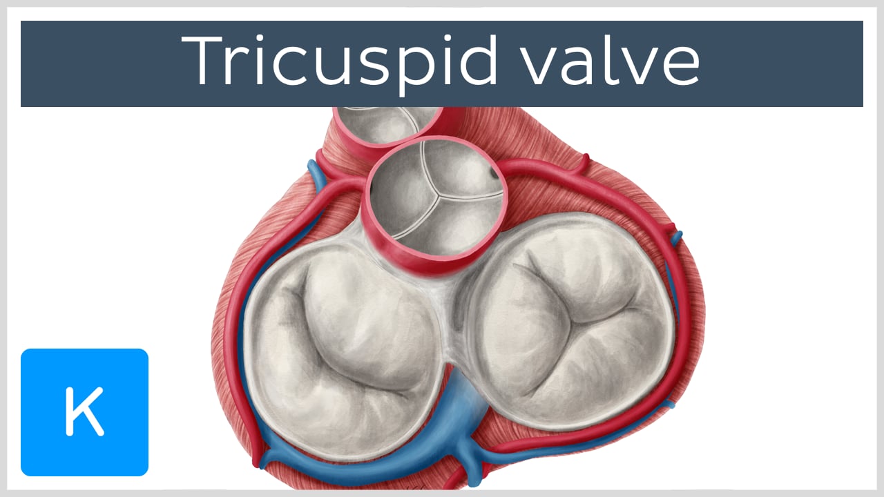 Tricuspid Valve Leaflets