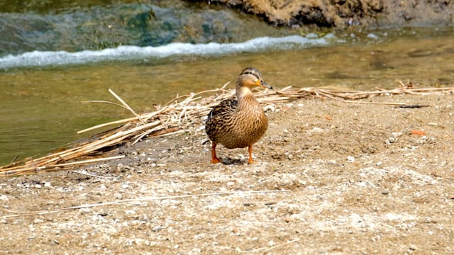 Pato Selvagem Fêmea Pássaro - Free video on Pixabay - Pixabay