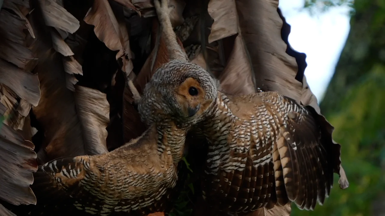 Story of survival on Vimeo