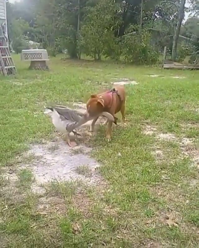 Animals (8).mp4 on Vimeo