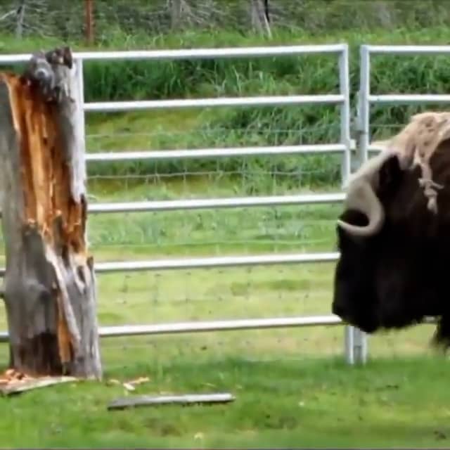 Animals (21).mp4 on Vimeo