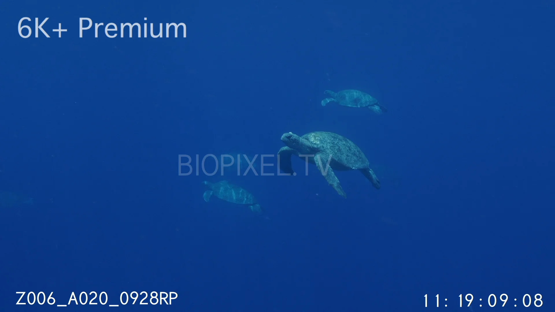 4K Sea Turtles - Green sea turtles in large numbers underwater 6K+ 4 ...
