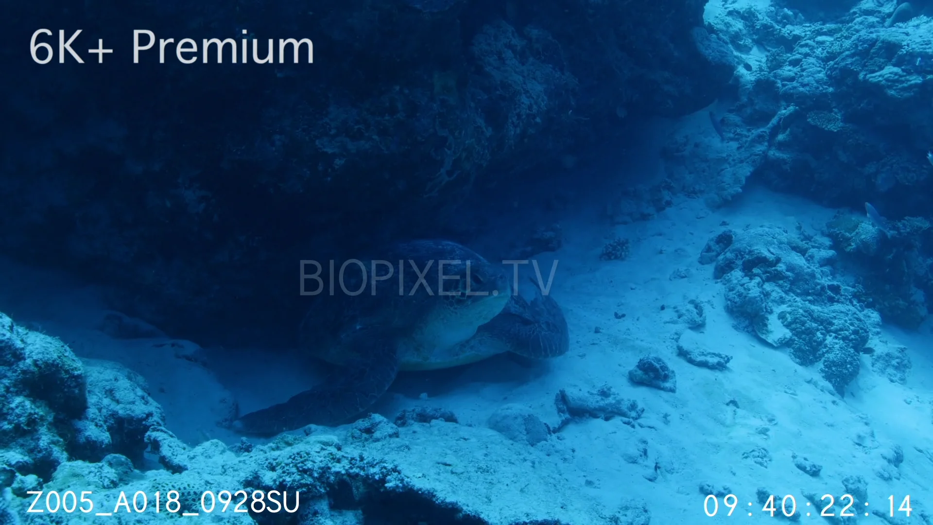 4K Green Sea Turtles Underwater - Green sea turtles resting underwater ...