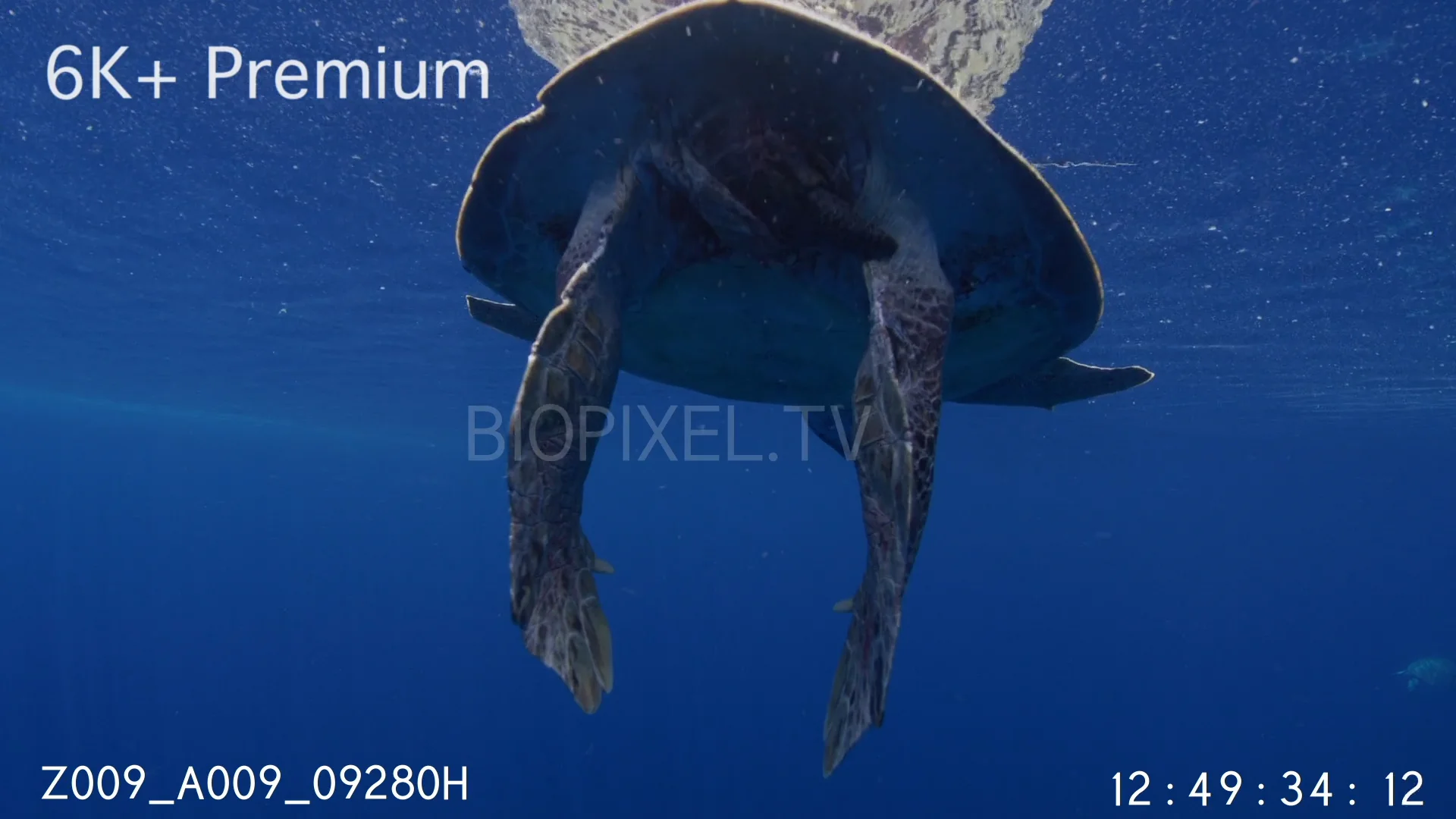 Green Sea Turtles and Sharks - Tiger shark POV attacking green sea ...