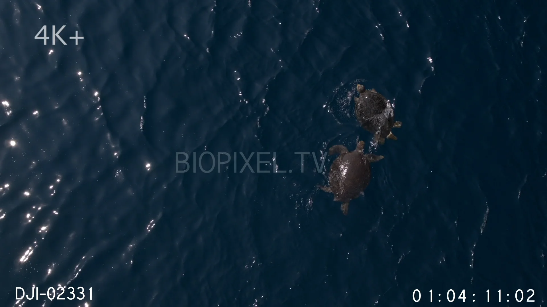 tiger shark / turtle interaction - Aerial - Green sea turtles mating 4K ...