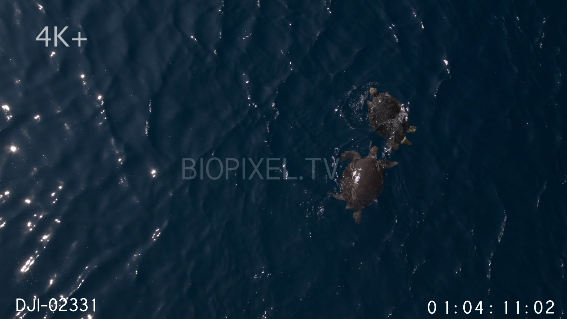 tiger shark / turtle interaction - Aerial - Green sea turtles mating 4K ...