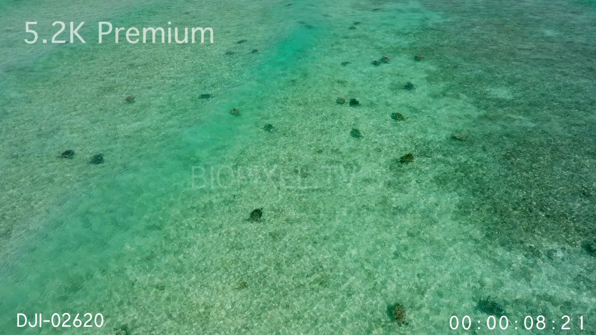 4K Aerial Turtle - Aerial - Green sea turtles on reef top with waves 5 ...