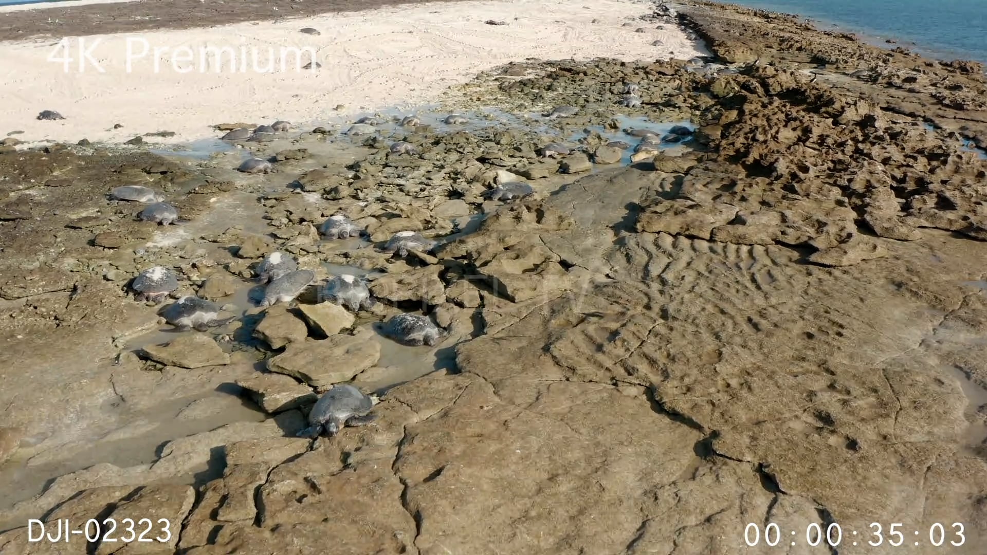 4K Aerial Turtle - Aerial - Green Sea Turtles trapped on reef rocks at ...