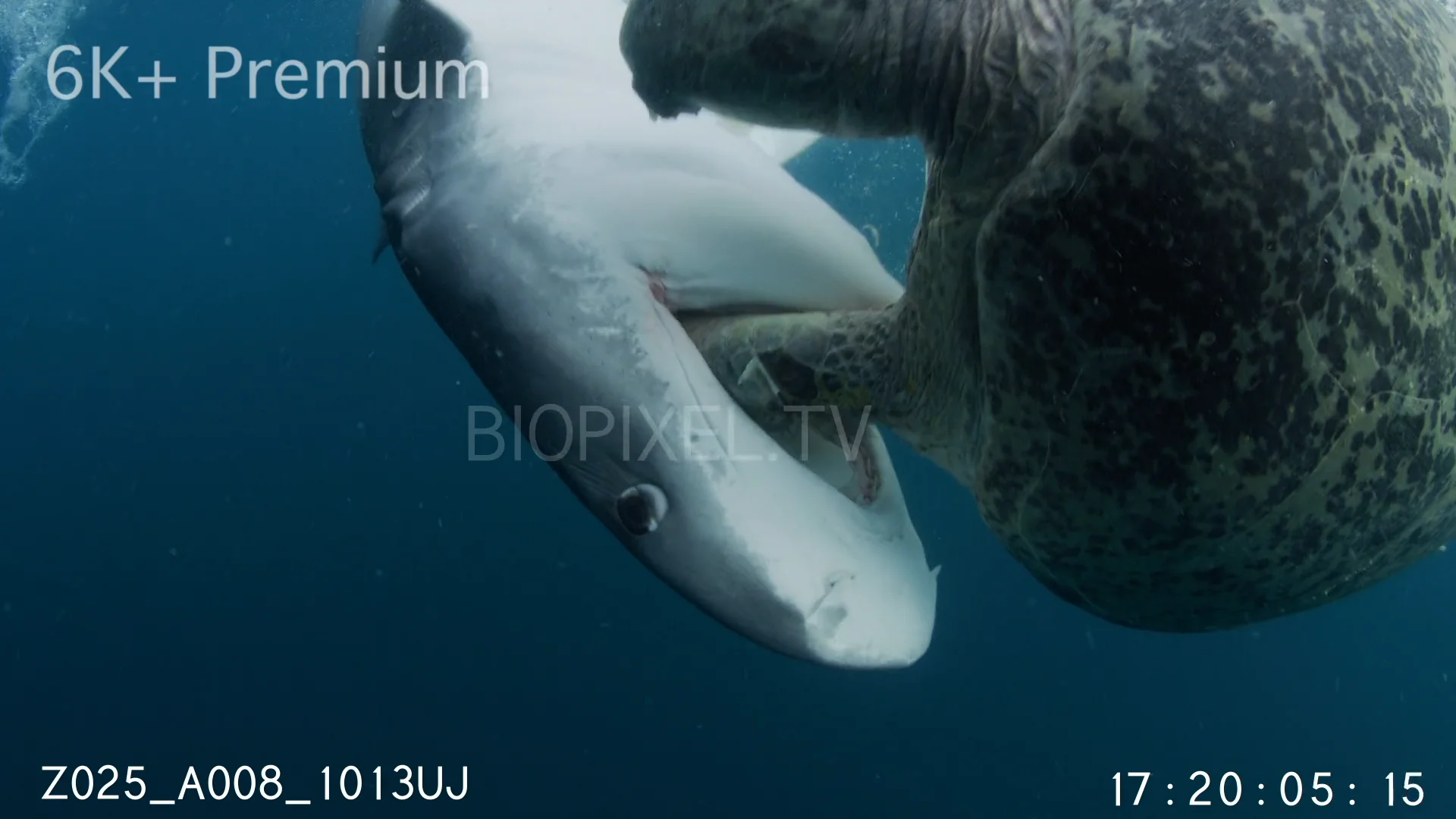 Green Sea Turtles and Sharks - Tiger shark feeding on turtle 6K+ 8 on Vimeo