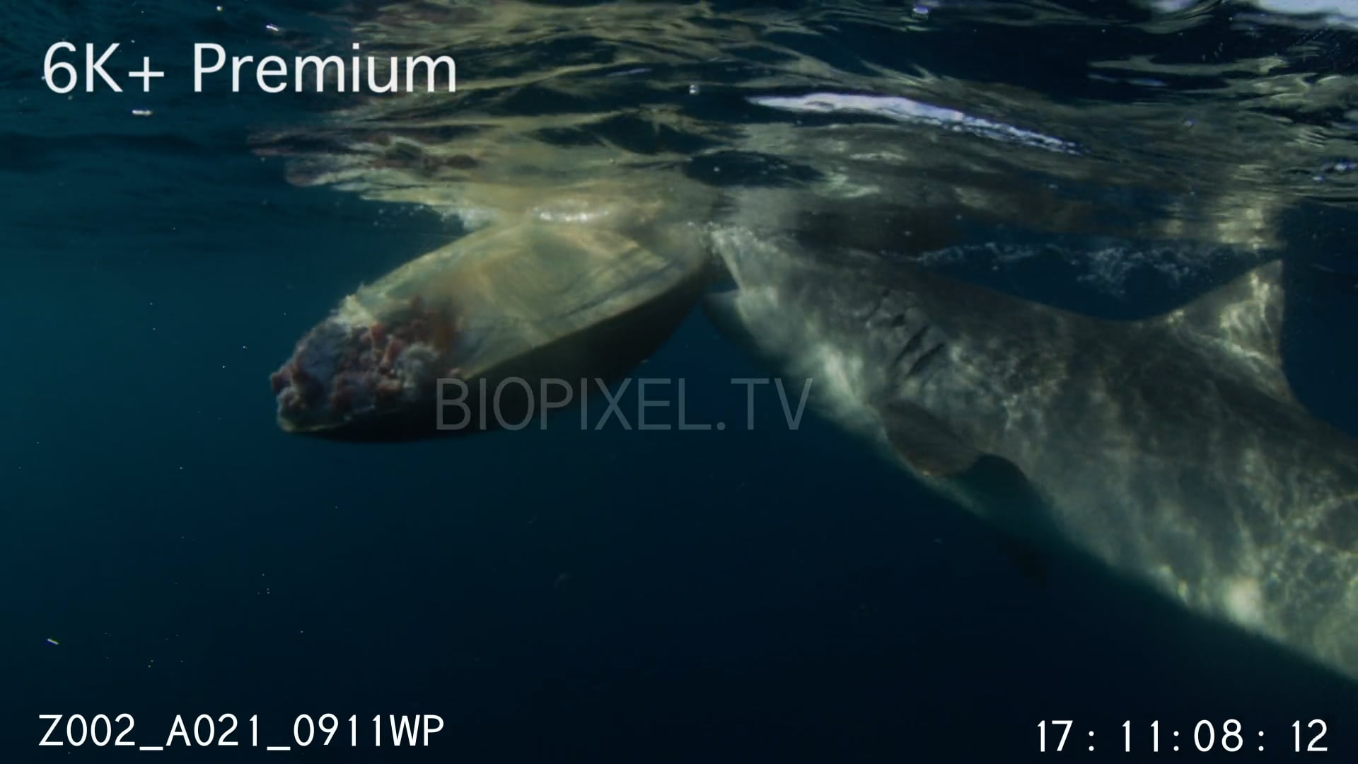 4K Sharks Tiger Shark - Tiger shark feeding on turtle 6K+ 10 on Vimeo