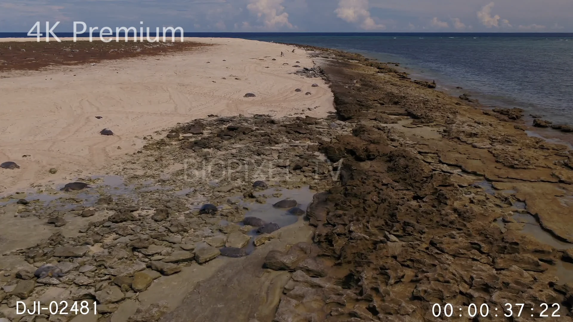 4K Sea Turtles - Aerial - Green Sea Turtles trapped on reef rocks at ...