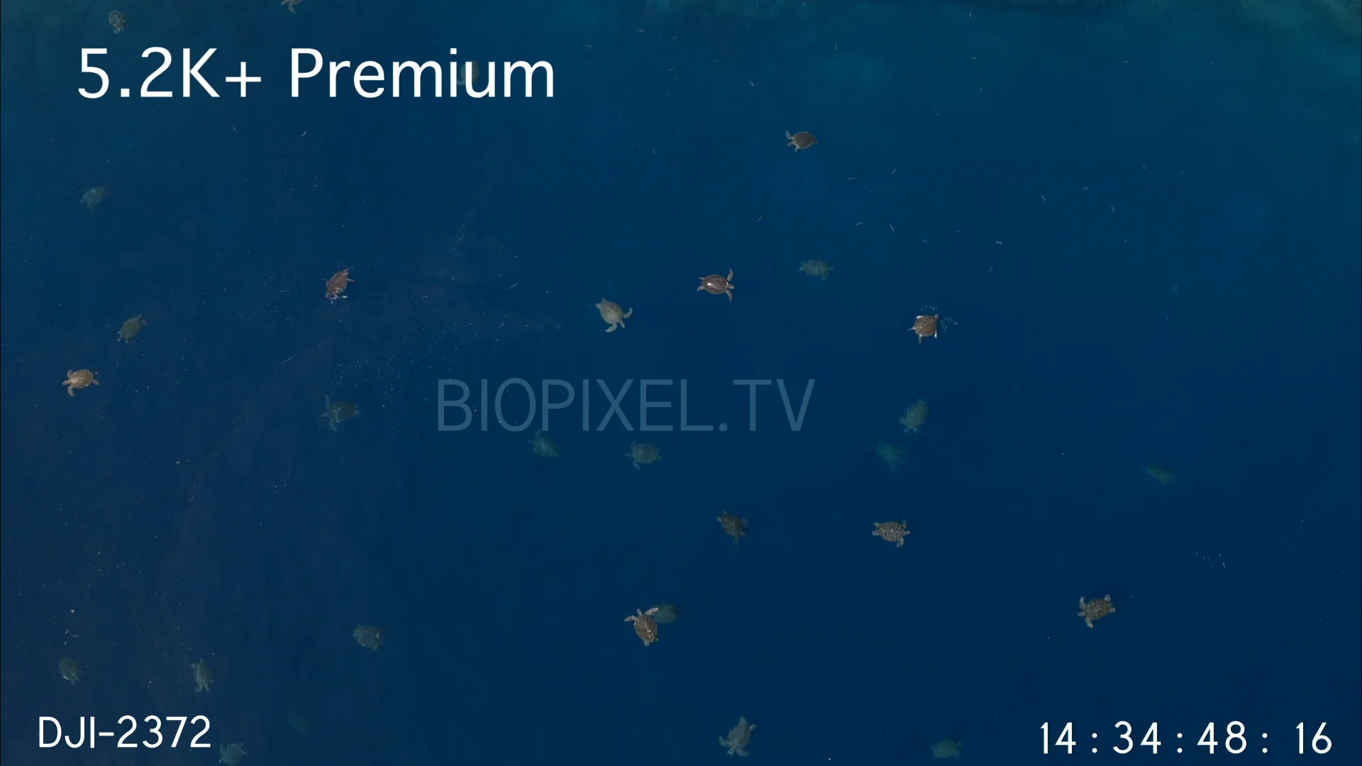 4K Raine Island - Aerial - Masses of turtles in water at Raine isalnd 5 ...