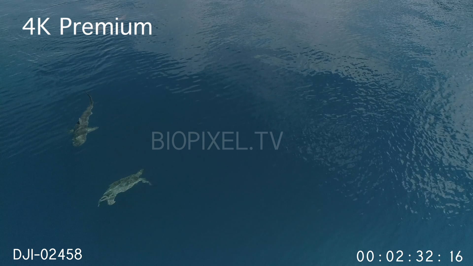 Green Sea Turtles and Sharks - Aerial - Tiger shark swimming up to ...