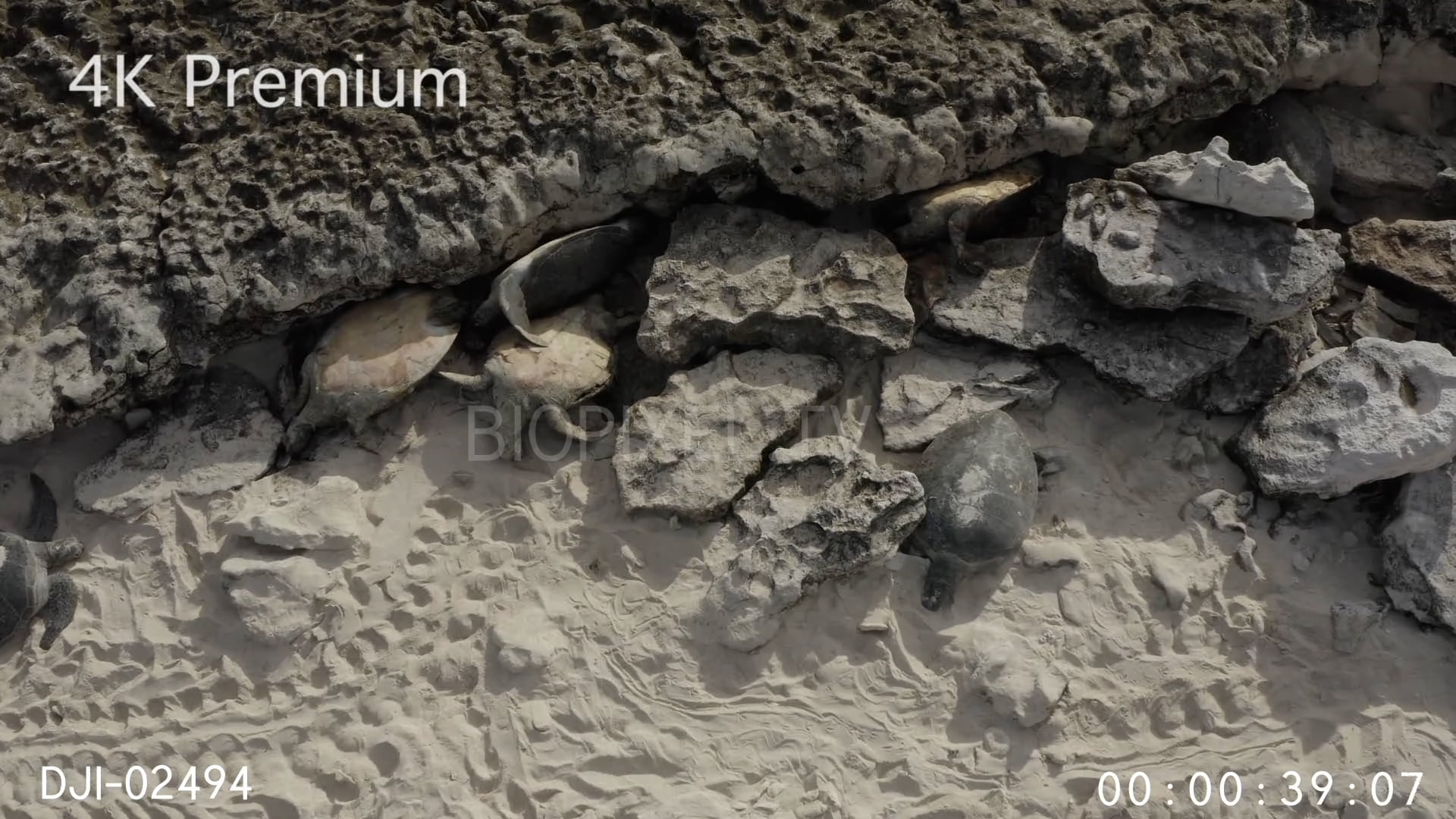 4K Green Sea Turtles in Trouble - Aerial - Green Sea Turtles trapped on ...