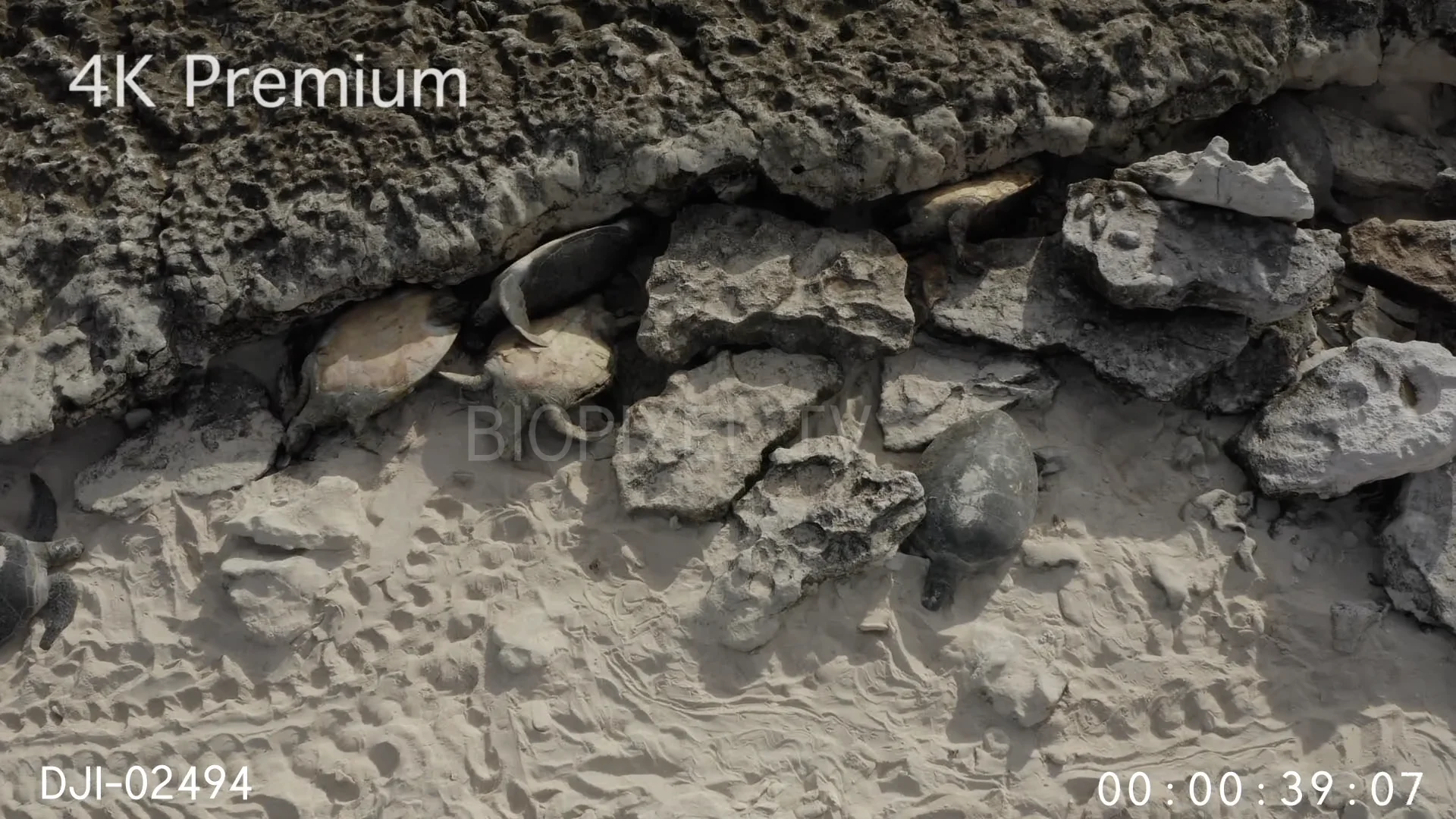 4K Sea Turtles - Aerial - Green Sea Turtles trapped on reef rocks at ...