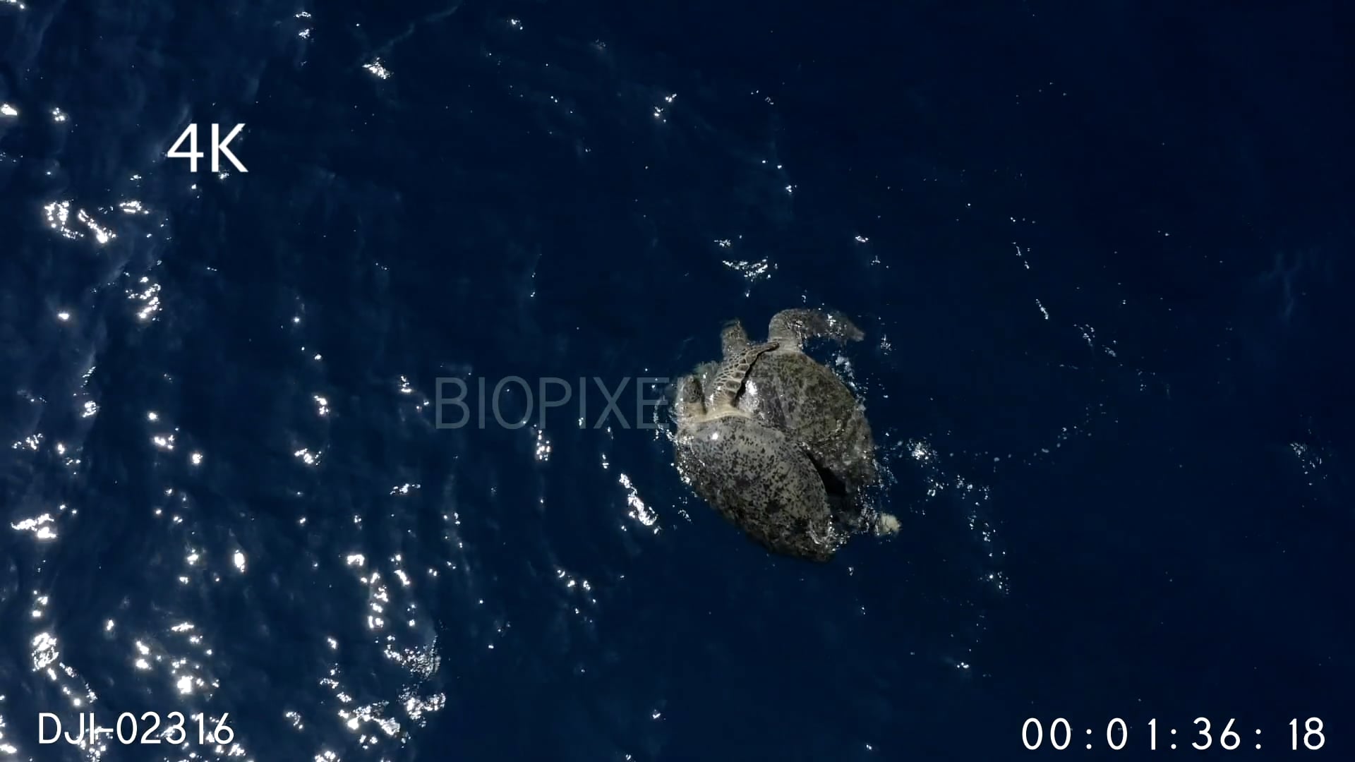 tiger shark / turtle interaction - Aerial - Green sea turtles mating 4K ...