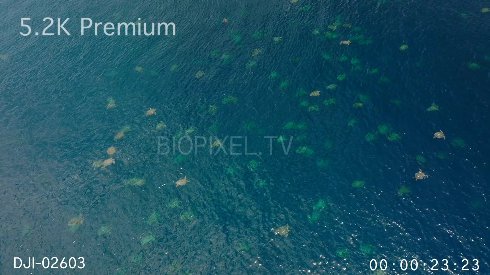 4K Sea Turtles - Aerial - Green sea turtles mass numbers in water at ...