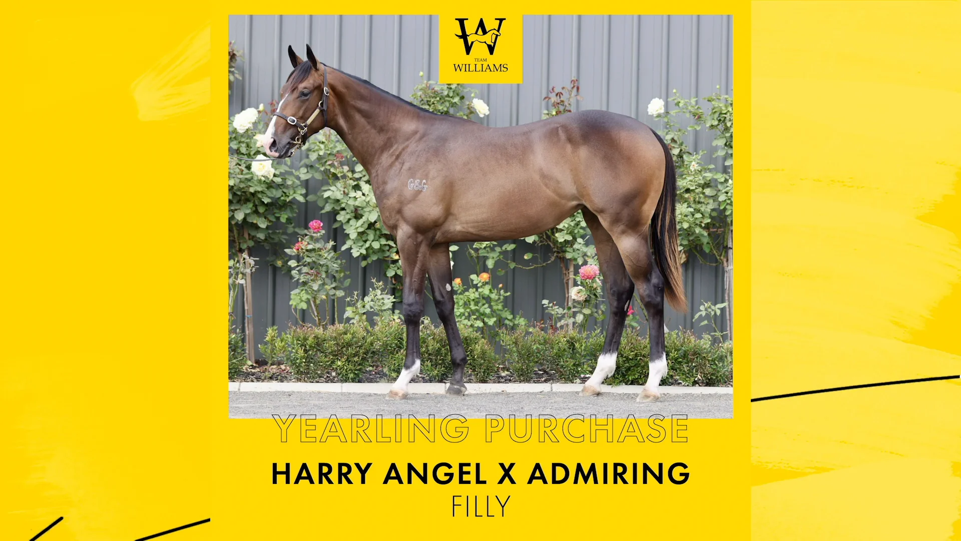 Lot 339 - Harry Angel x Admiring - Filly on Vimeo
