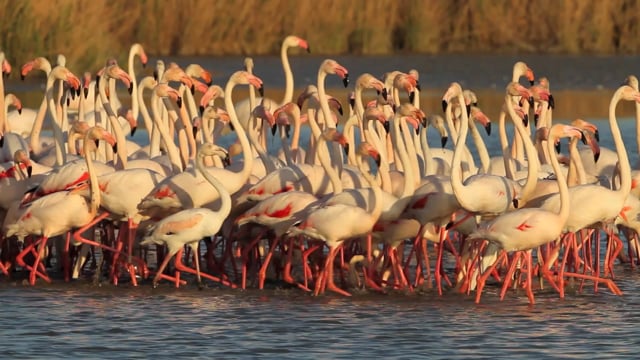 Flamingo, Birds, Flamingo Bird. Free Stock Video - Pixabay