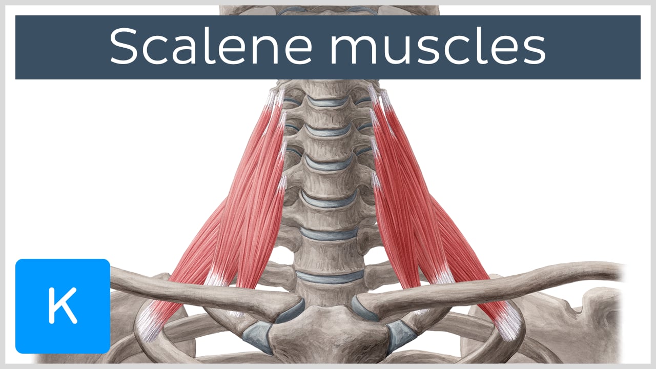 Scalenus Anterior Cat