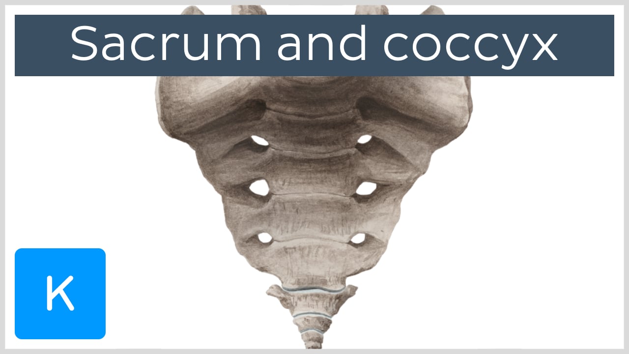 Sacrococcygeal Joint