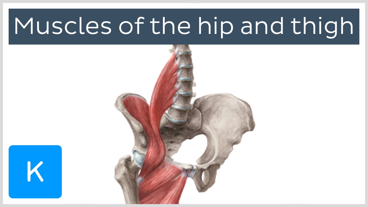 Anterior Inferior Iliac Spine Muscle Attachment