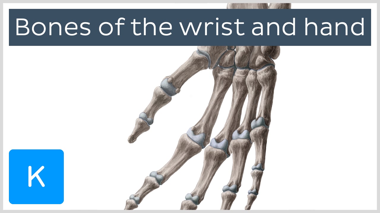 Metacarpophalangeal Joint Extension