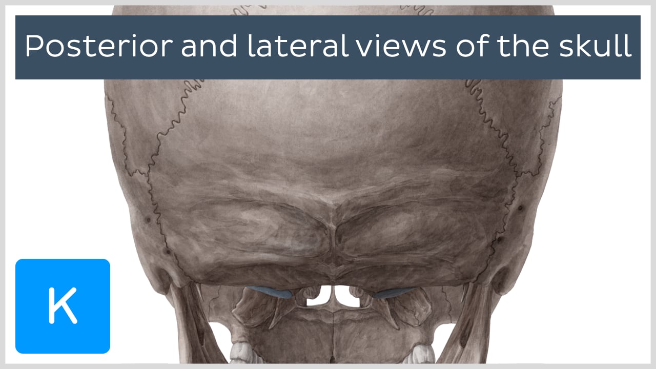 Occipital Condyle Anatomy
