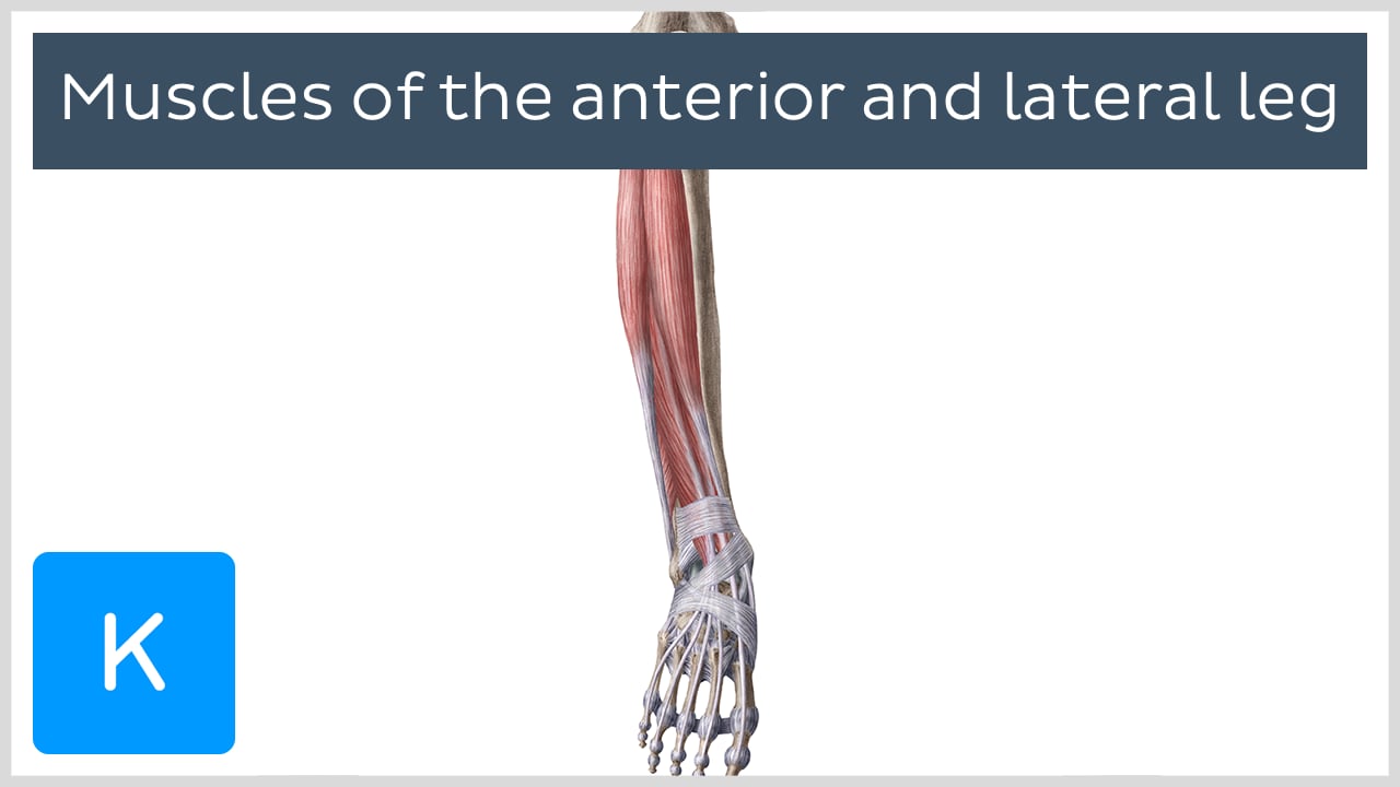 Peroneus Longus And Brevis