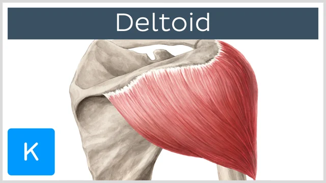 Deltoid Muscle Anatomy