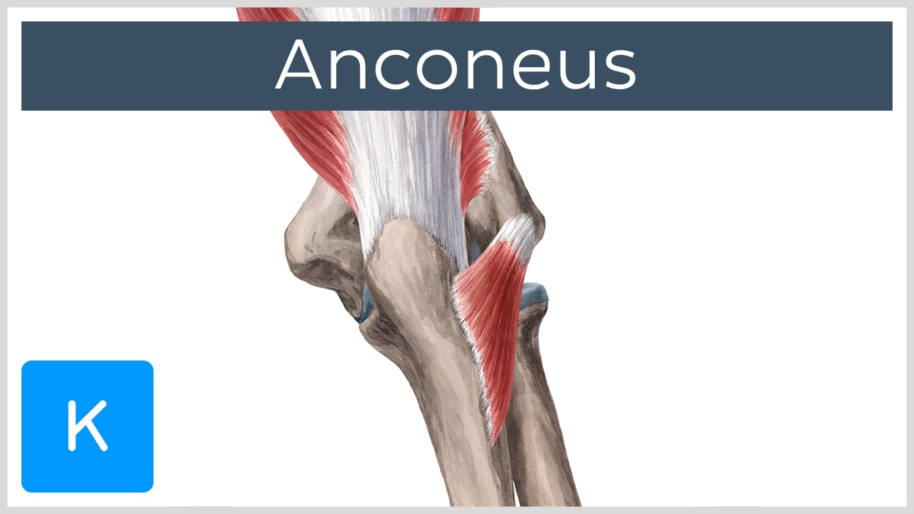 Anconeus Epitrochlearis Muscle