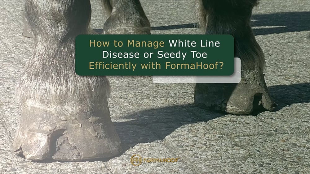 How to manage white line disease or seedy toe efficiently with ...