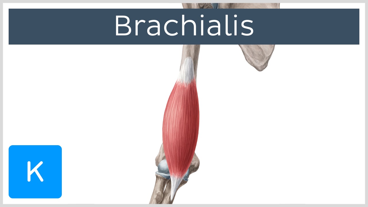 Brachioradialis Muscle Origin And Insertion