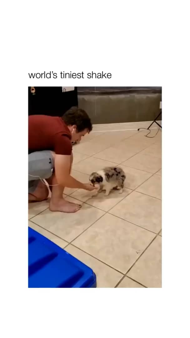 AdorableDoggosVids (3).mp4 on Vimeo