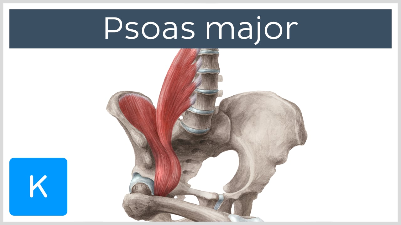 Psoas Muscle And Kidney