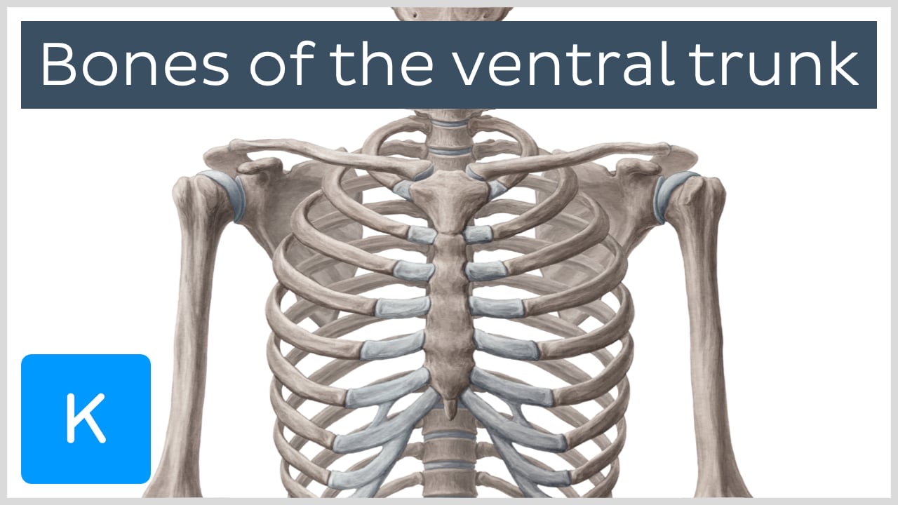 Costochondral Junction