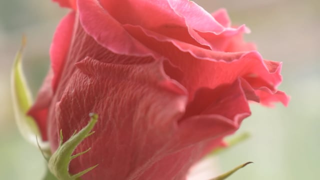 Rose Amor Dia Dos Namorados Buquê - Free video on Pixabay - Pixabay