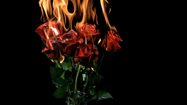 Roses Fire Hot - Free video on Pixabay