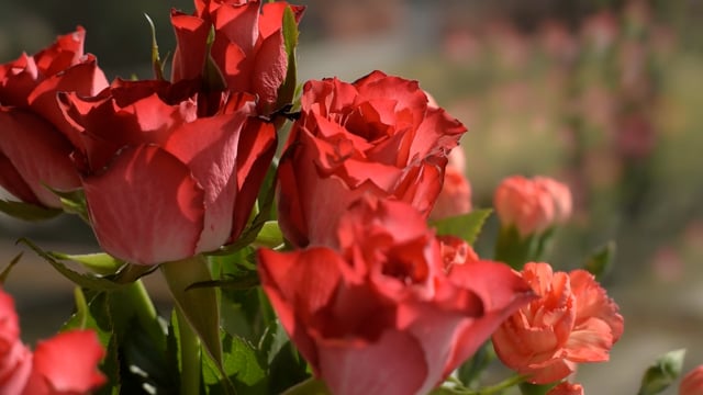 Roses Flowers Videos: Download 347+ Free 4K & HD Stock Footage Clips ...