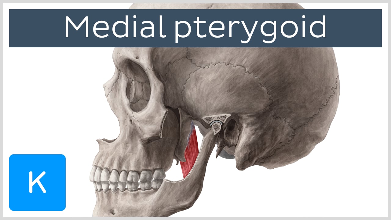 Medial Pterygoid Muscle