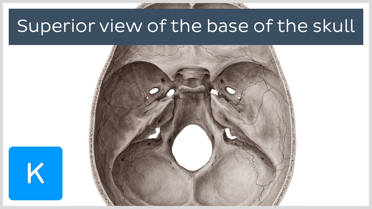 Foramen Ovale Skull Base