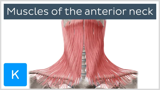 Posterior Neck Muscle Anatomy