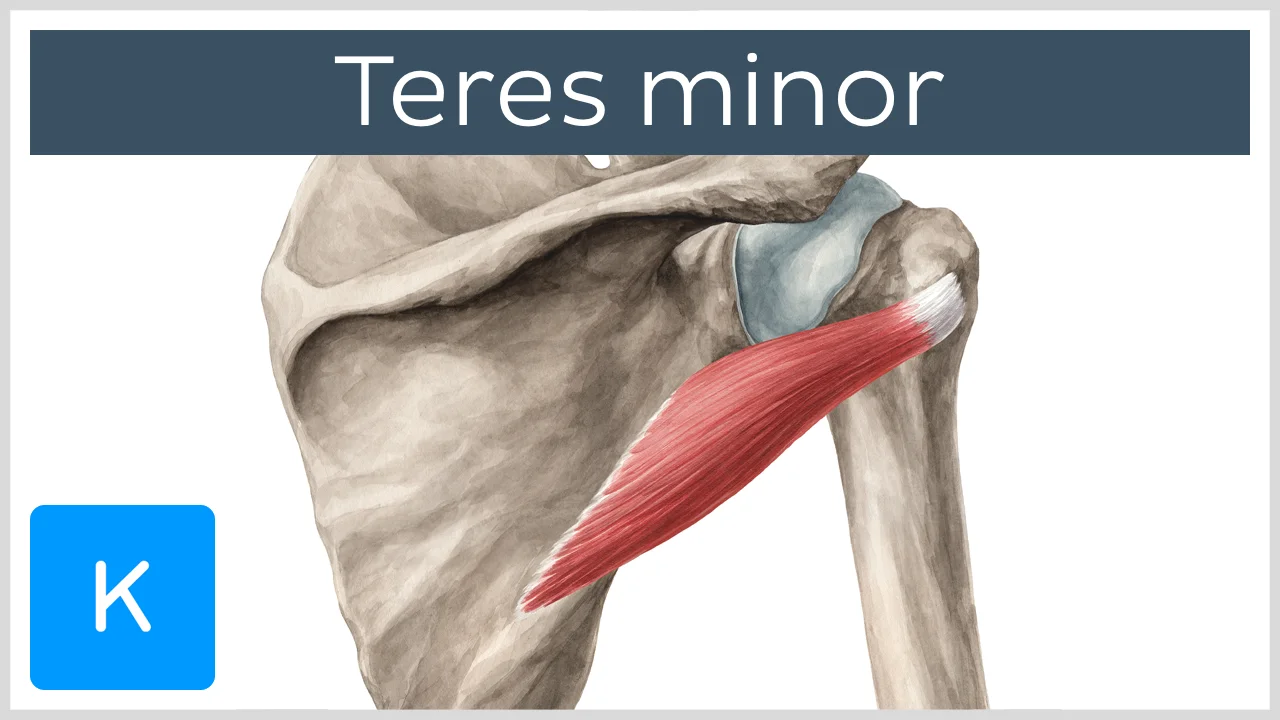 Teres Major Muscle Anatomy Function Clinical Aspects Kenhub What Are