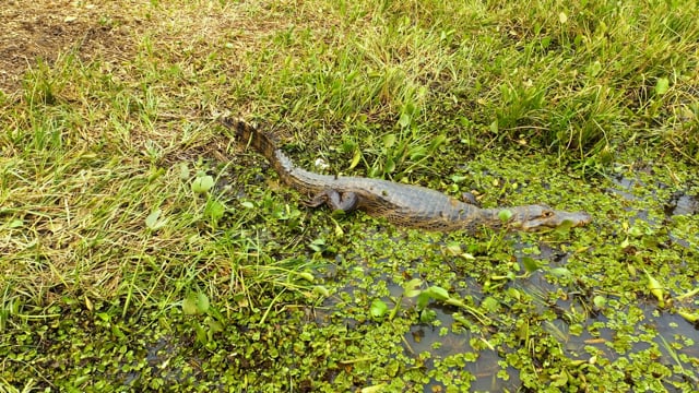 Alligator Swamp Crocodylia - Free video on Pixabay