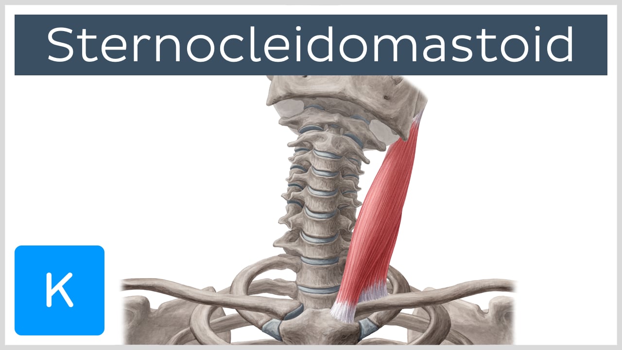 Sternocleidomastoid Origin And Insertion