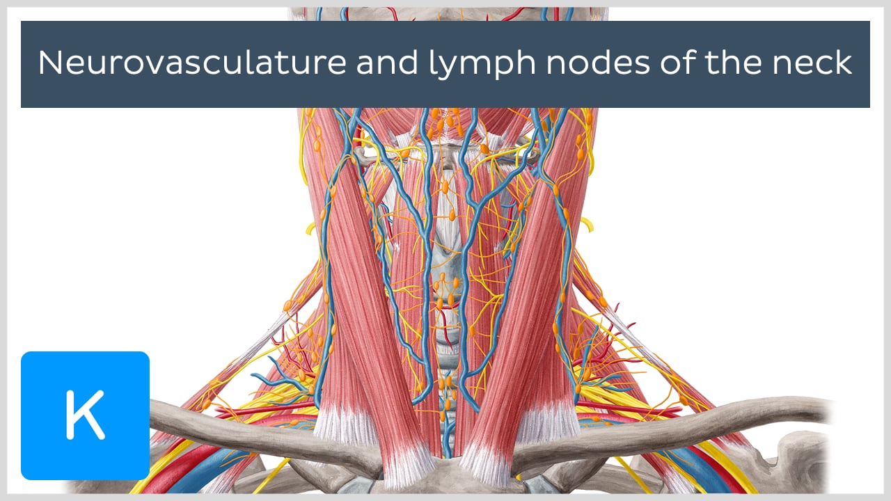 Carotid Sheath