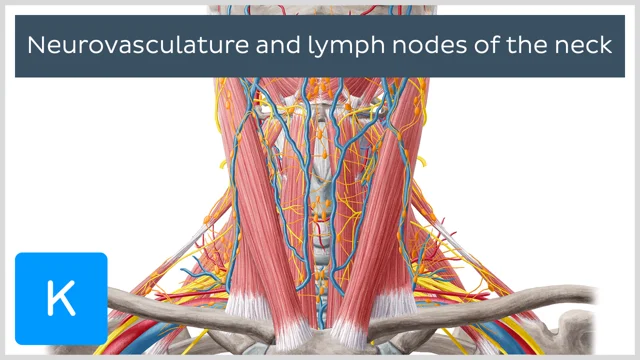 Jugular Vein Dog Diagram