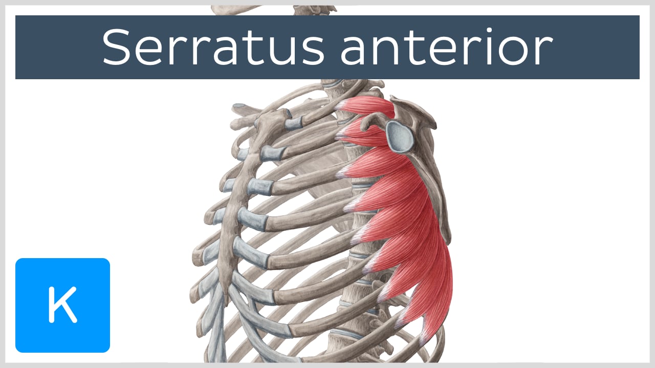 Serratus Posterior Superior Origin And Insertion
